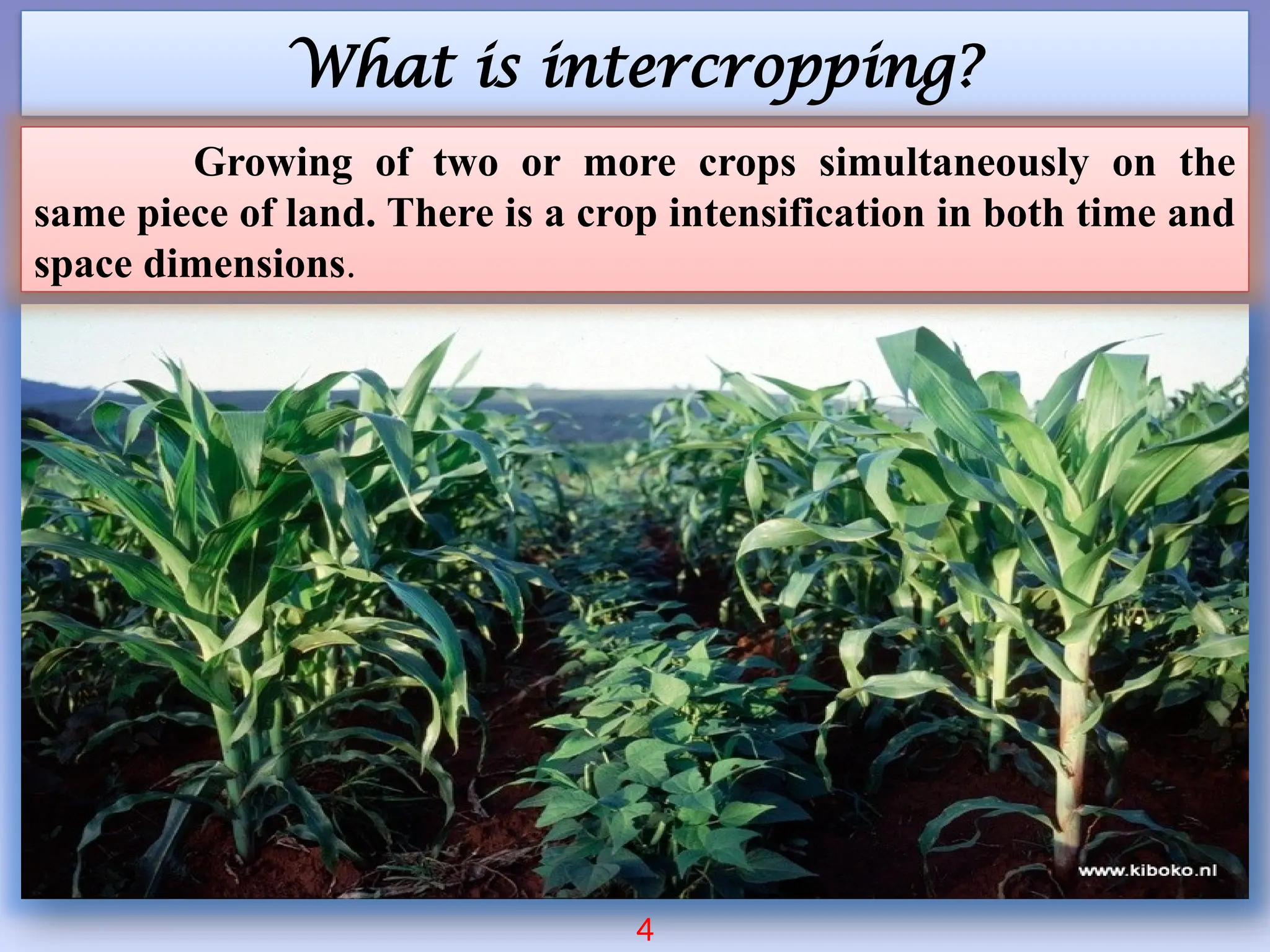 Role of intercropping in weed management.pptx