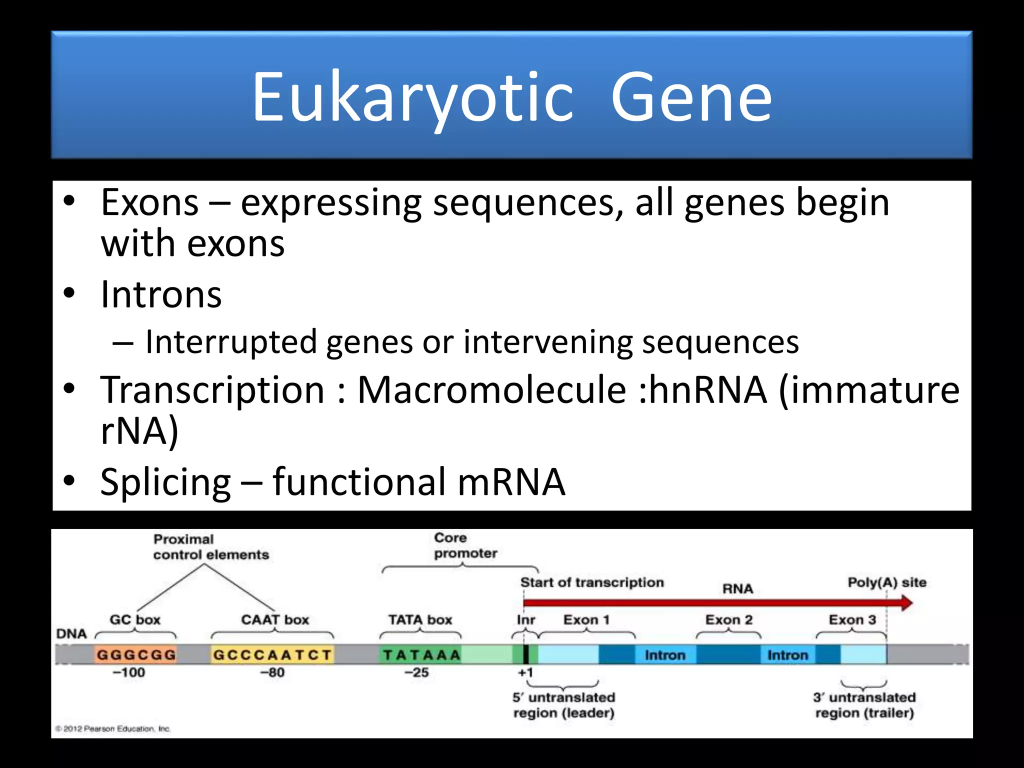 Role of introns in plants | PPTX