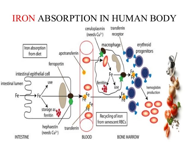 Role of iron in human health