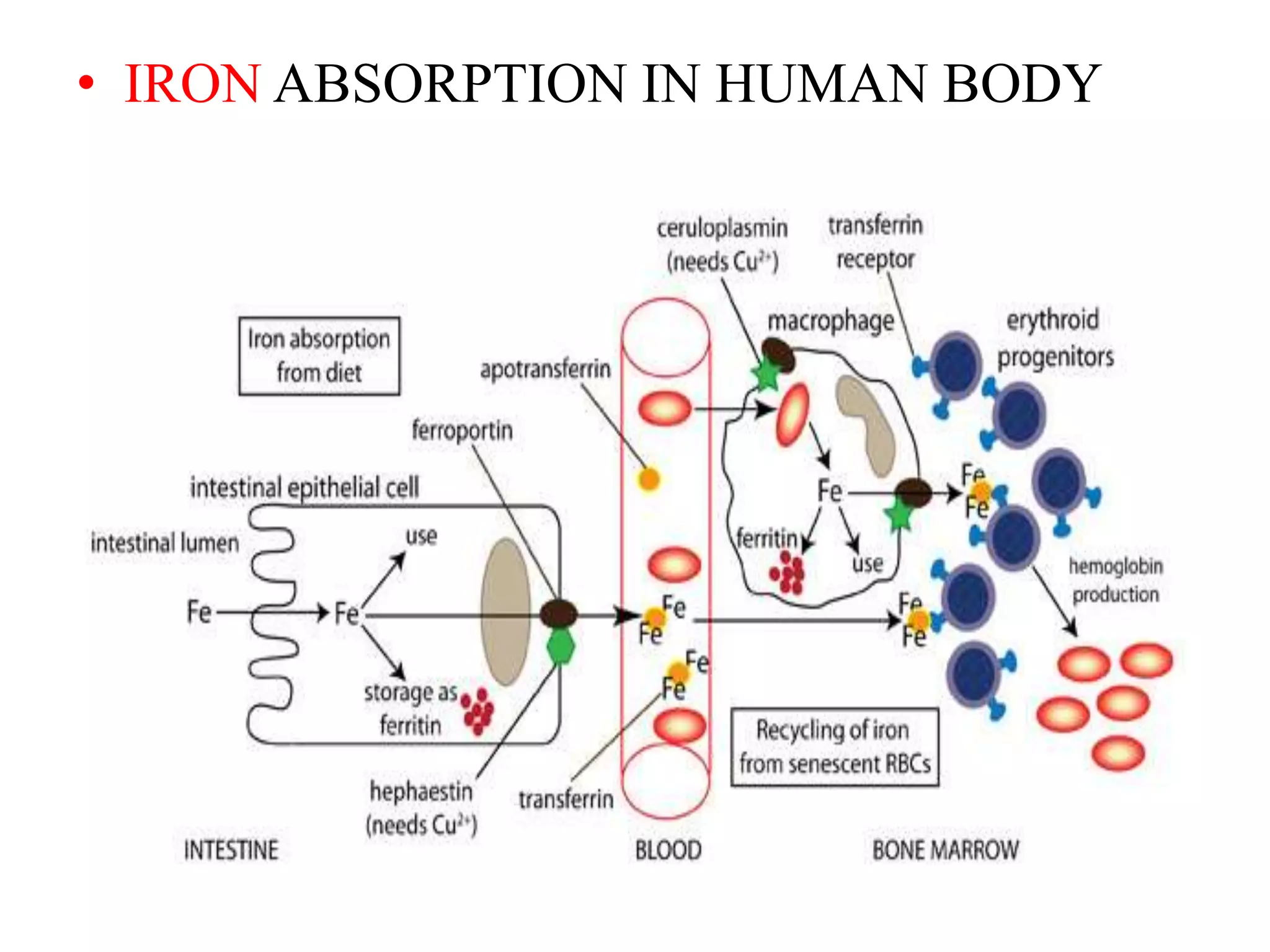 Role of iron | PPTX
