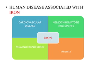 Role of iron | PPTX