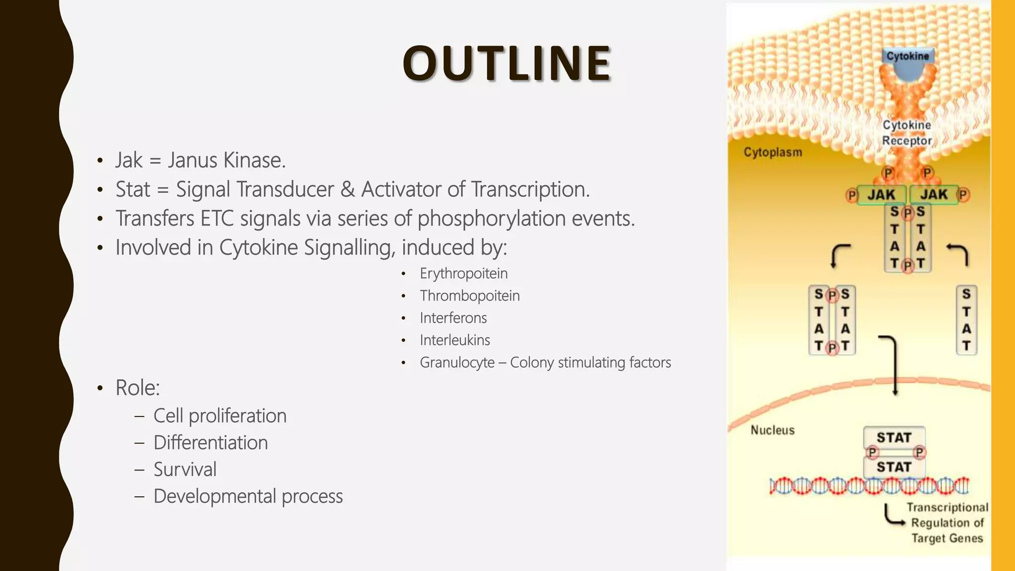 Role of jak stat pathway in cancer signalling | PPTX
