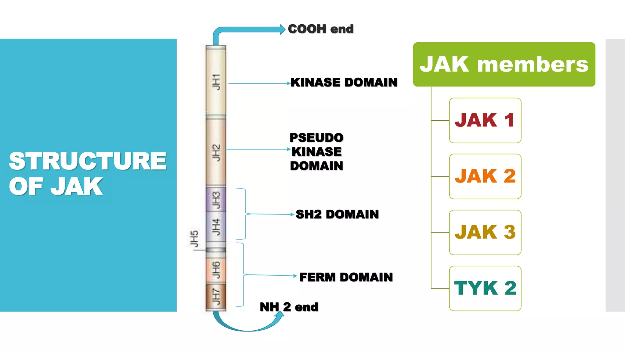 Role of jak stat pathway in cancer signalling | PPTX