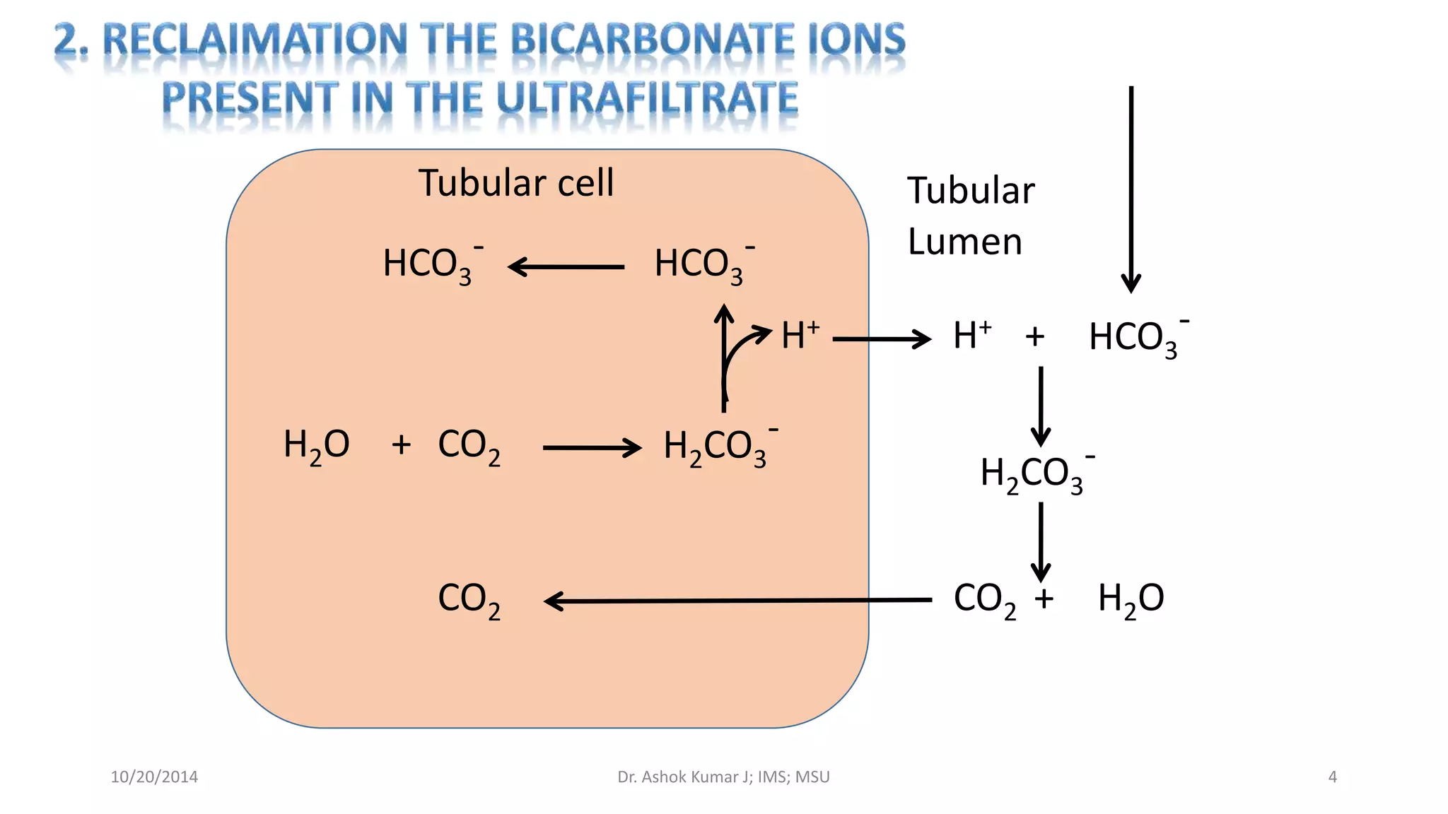 Role of kidney in maintaining acid base balance (pH) by; Dr. Ashok ...