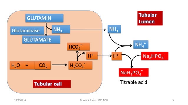 Role of kidney in maintaining acid base balance (pH) by; Dr. Ashok ...