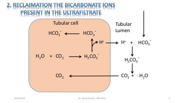 Role of kidney in maintaining acid base balance (pH) by; Dr. Ashok K…