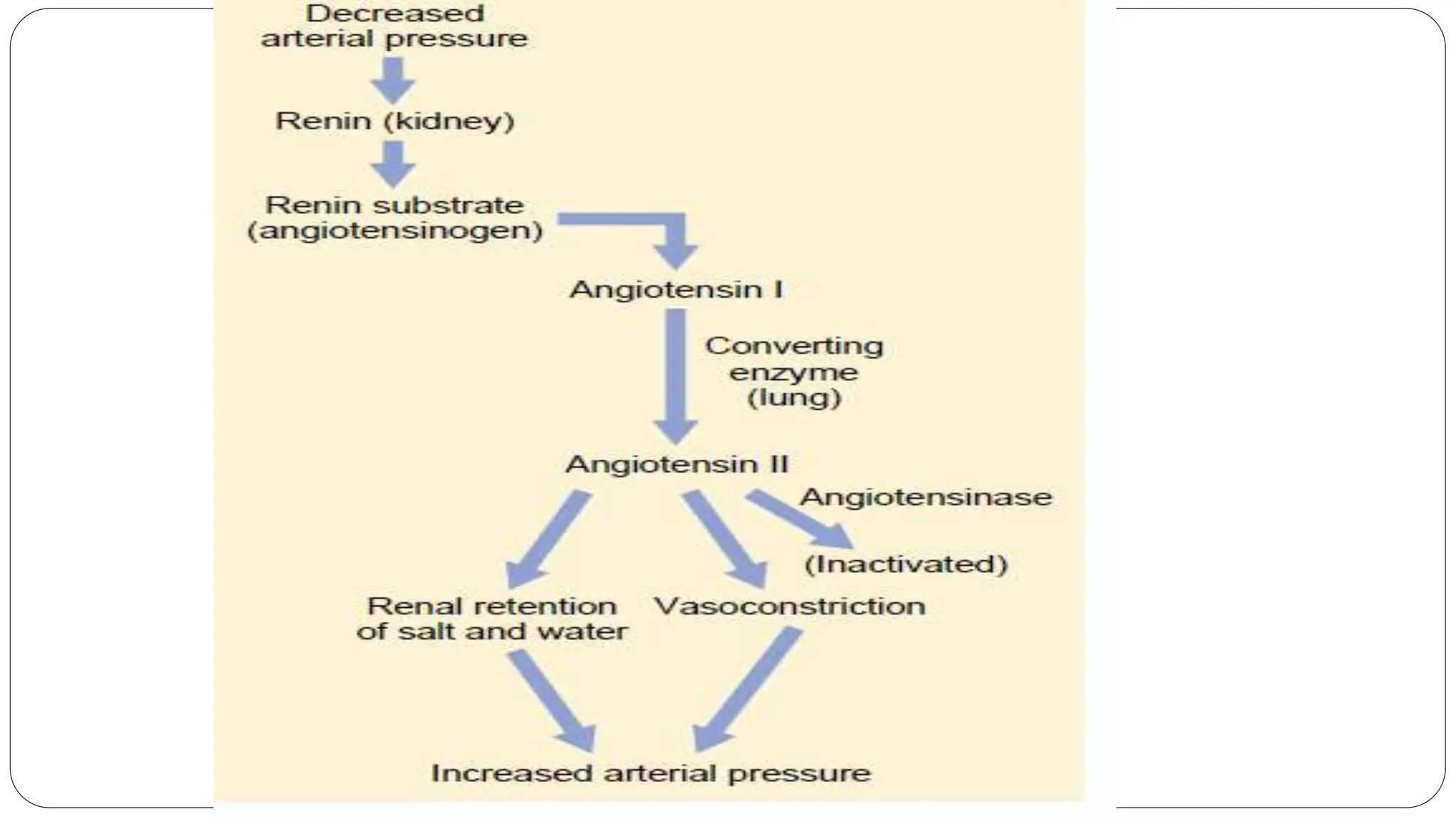 role of kidney in blood pressure regulation | PPTX