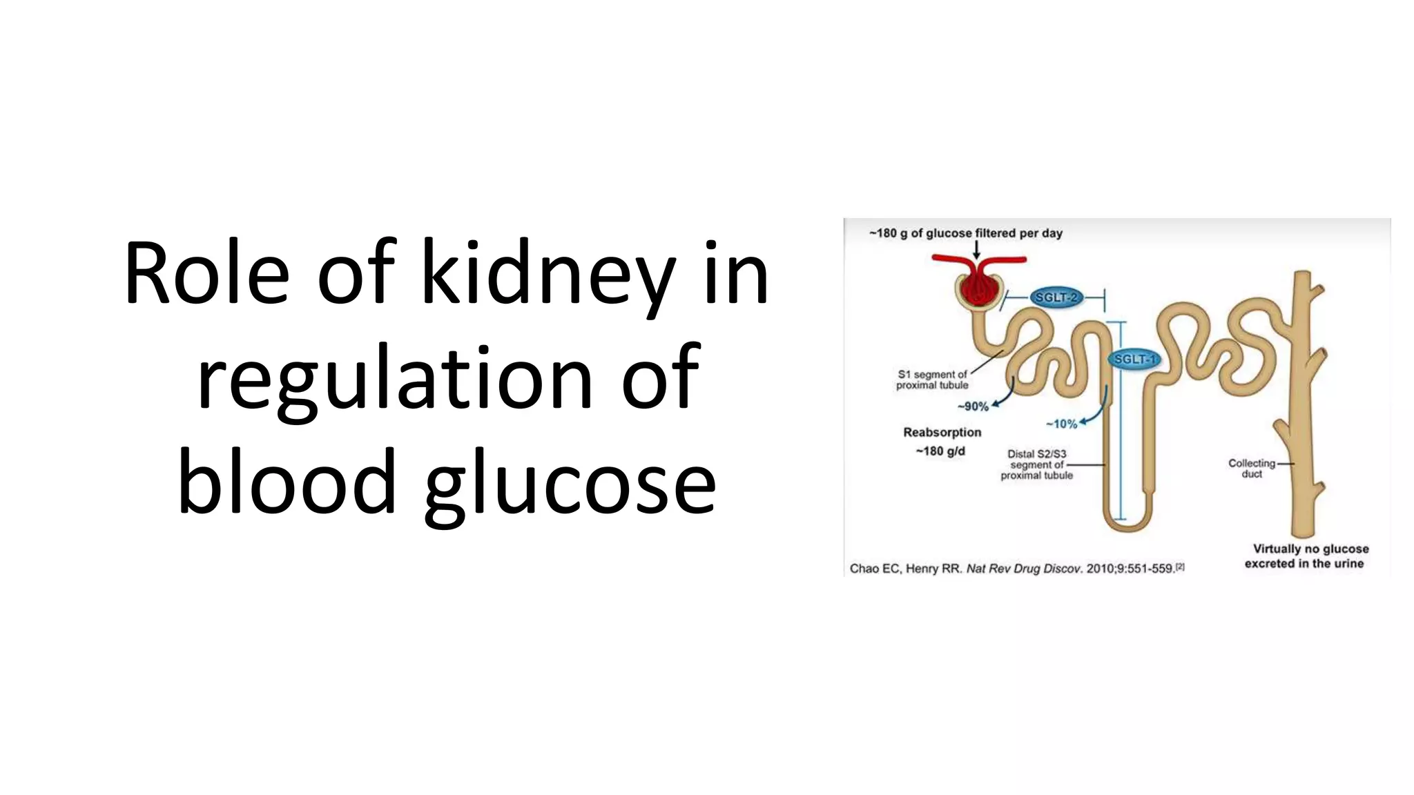 Role of kidney in regulation of blood glucose .pptx