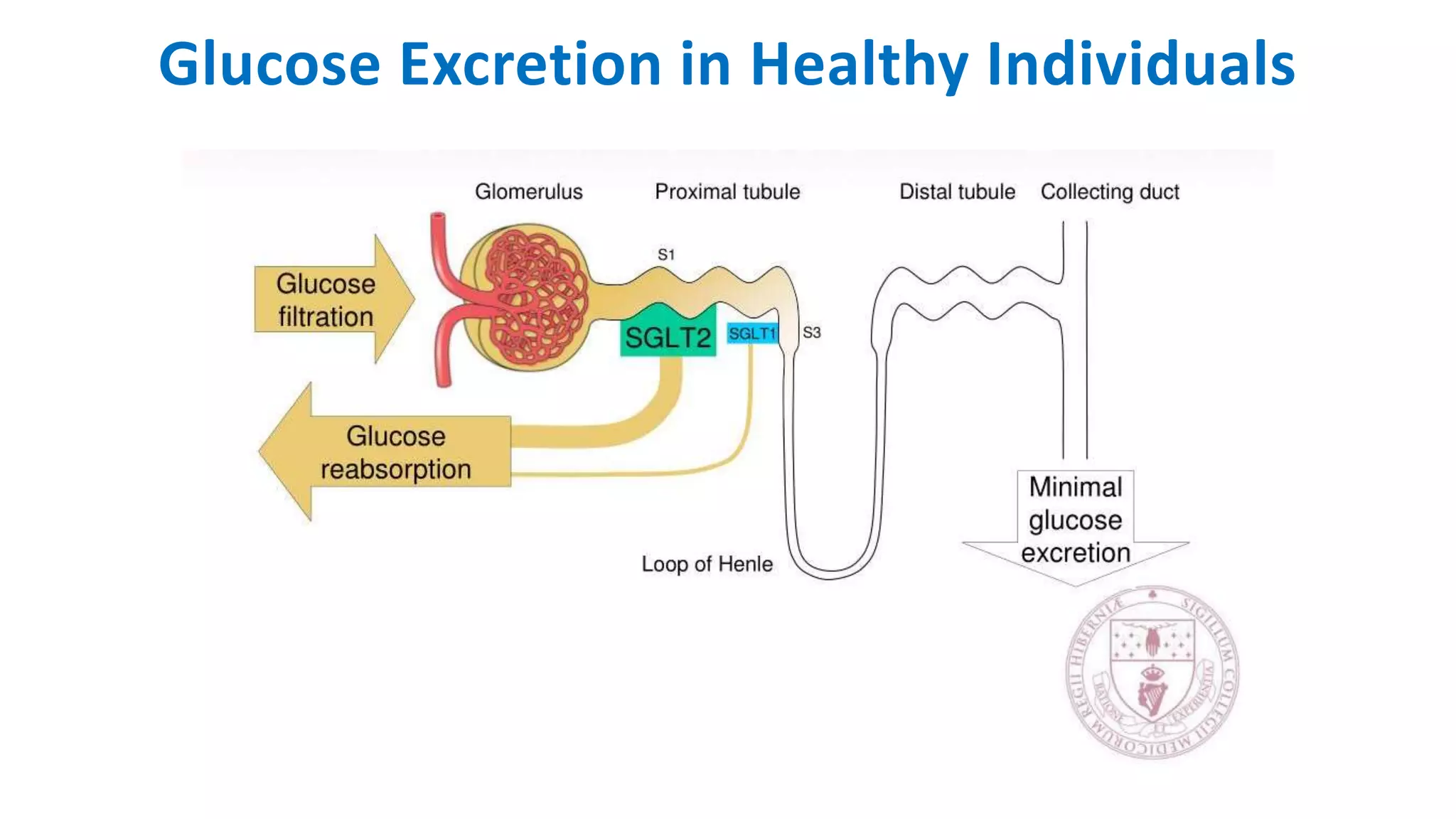 Role of kidney in regulation of blood glucose .pptx