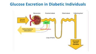 Role of kidney in regulation of blood glucose .pptx