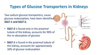 Role of kidney in regulation of blood glucose .pptx