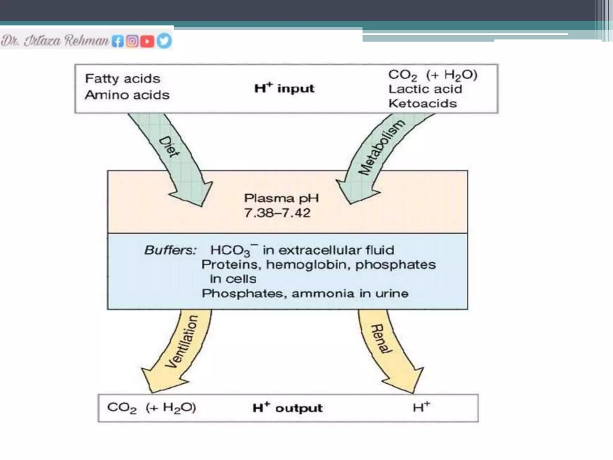 Role of kidneys in regulation of Acid Base.pptx