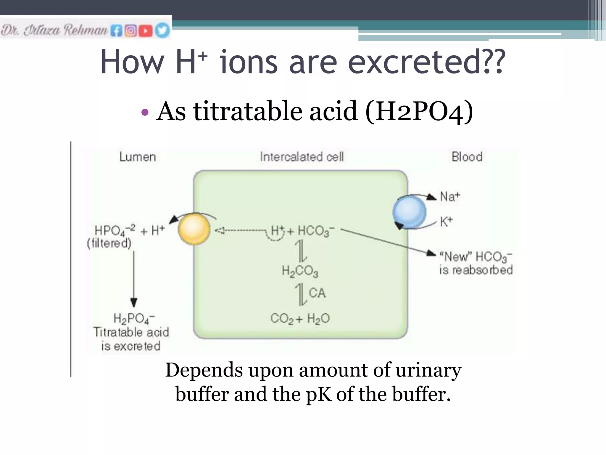 Role of kidneys in regulation of Acid Base.pptx