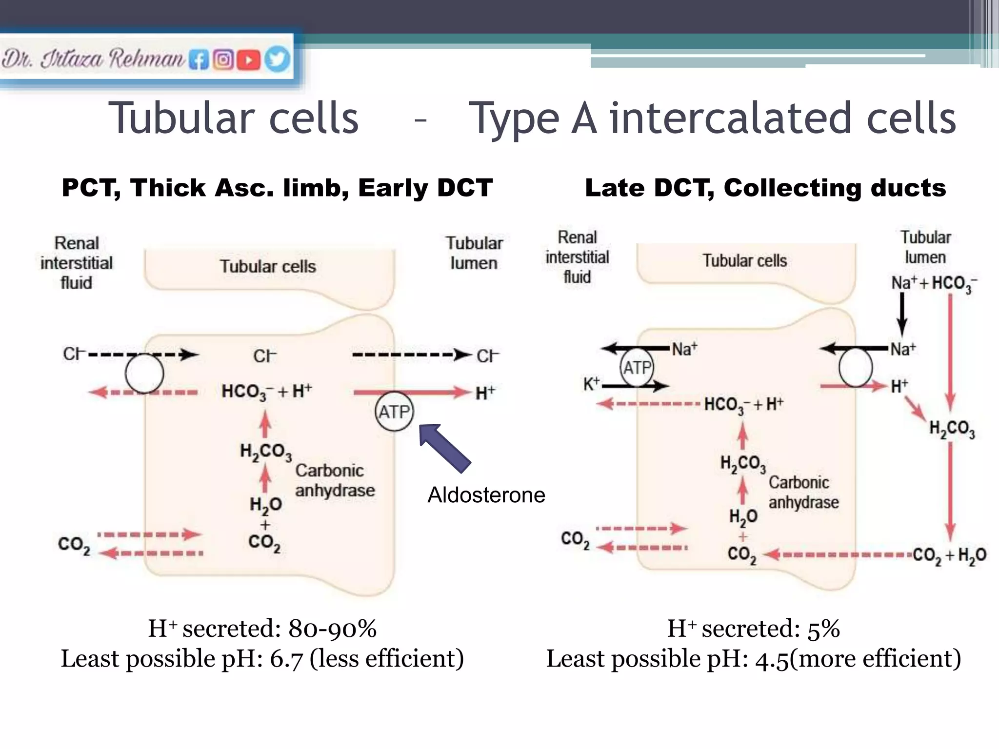 Role of kidneys in regulation of Acid Base.pptx