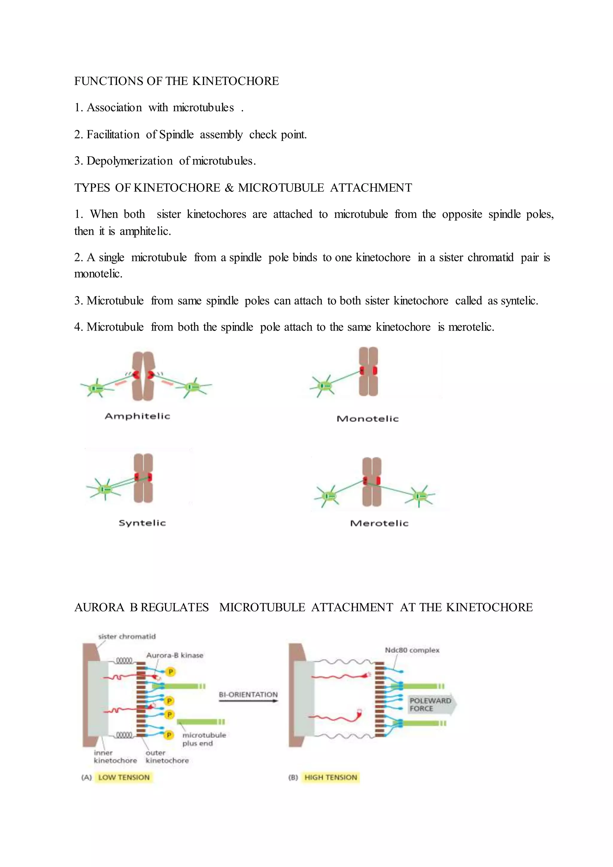 Role of kinetochore in cell division | DOCX