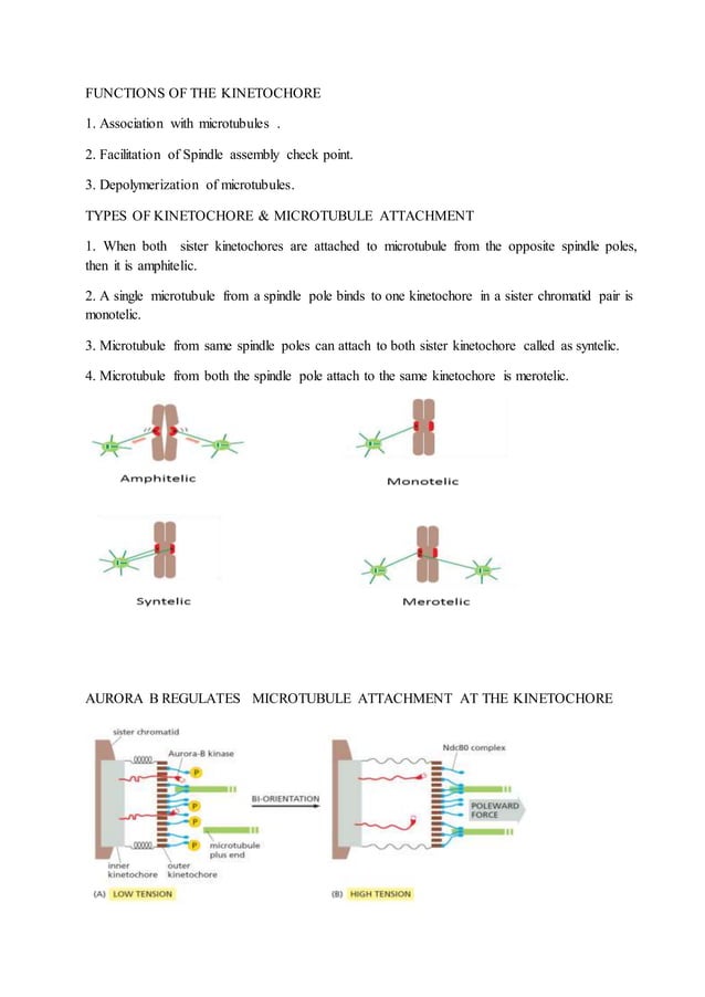 Role of kinetochore in cell division | DOCX