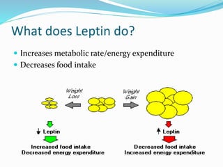 Role of Leptin in Obesity | PPTX