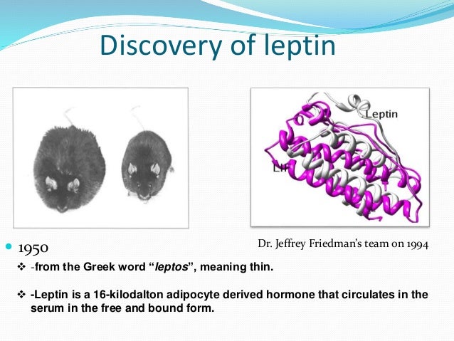 Role Of Leptin In Obesity