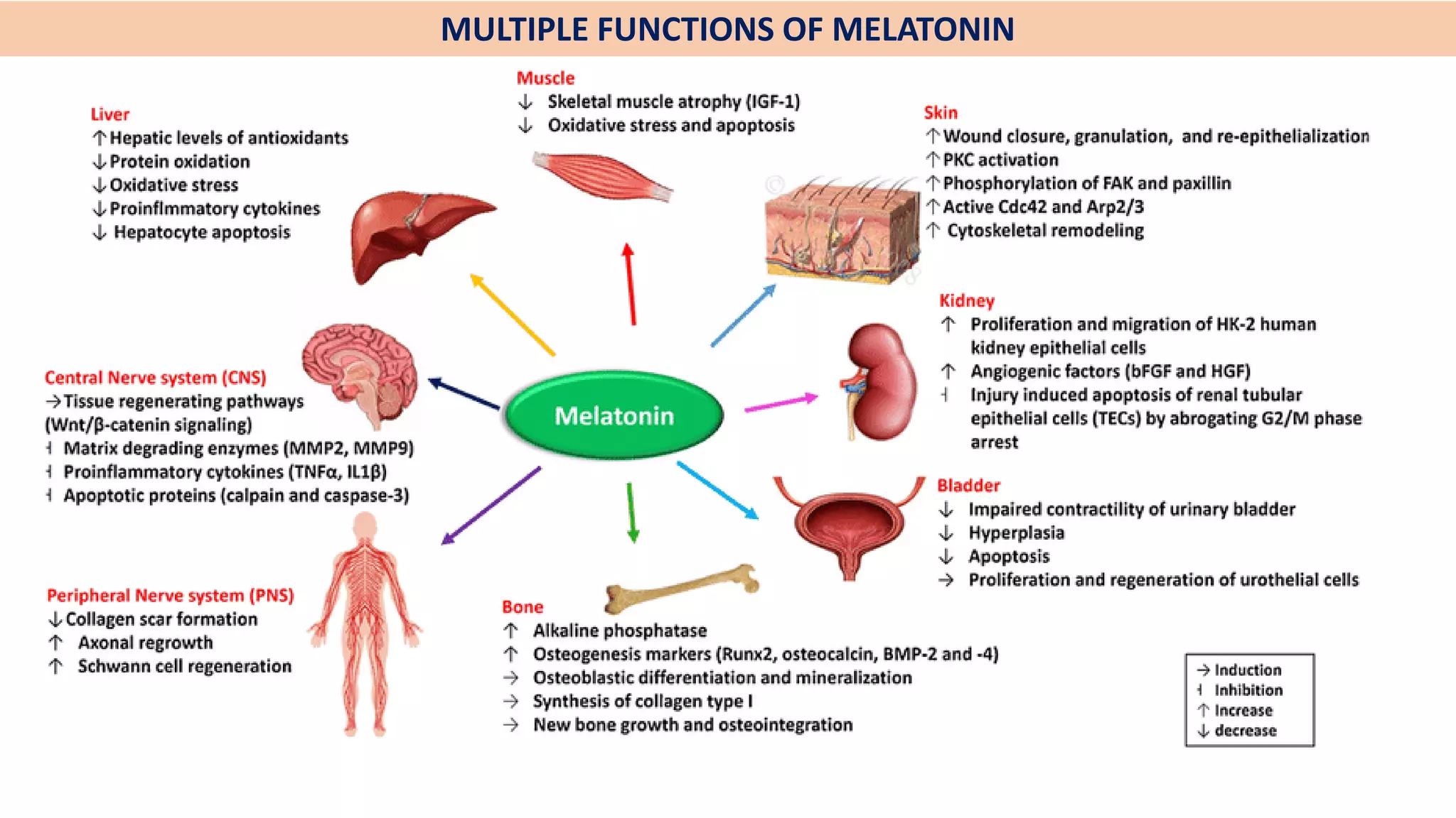 Role of melatonin | PDF