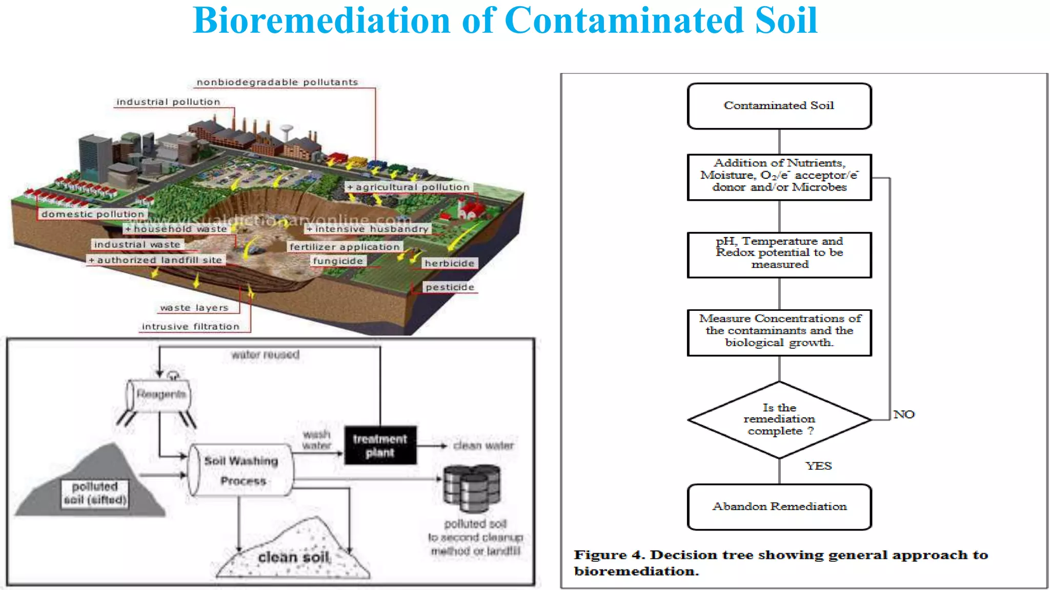 Role of microbes in bioremediation | PPTX