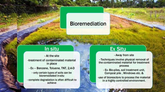 Role of microbes in bioremediation | PPTX | Indoor Environmental Quality | Home & Garden