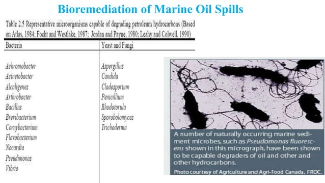 Role of microbes in bioremediation | PPTX | Indoor Environmental Quality | Home & Garden
