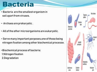 Role of Microbes in Human Welfare.pptx