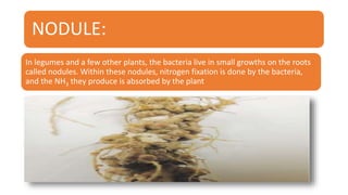 Role of microbes in nitrogen fixation | PPTX