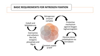 Role of microbes in nitrogen fixation | PPTX