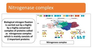 Role of microbes in nitrogen fixation | PPTX