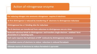 Role of microbes in nitrogen fixation | PPTX