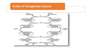 Role of microbes in nitrogen fixation | PPT