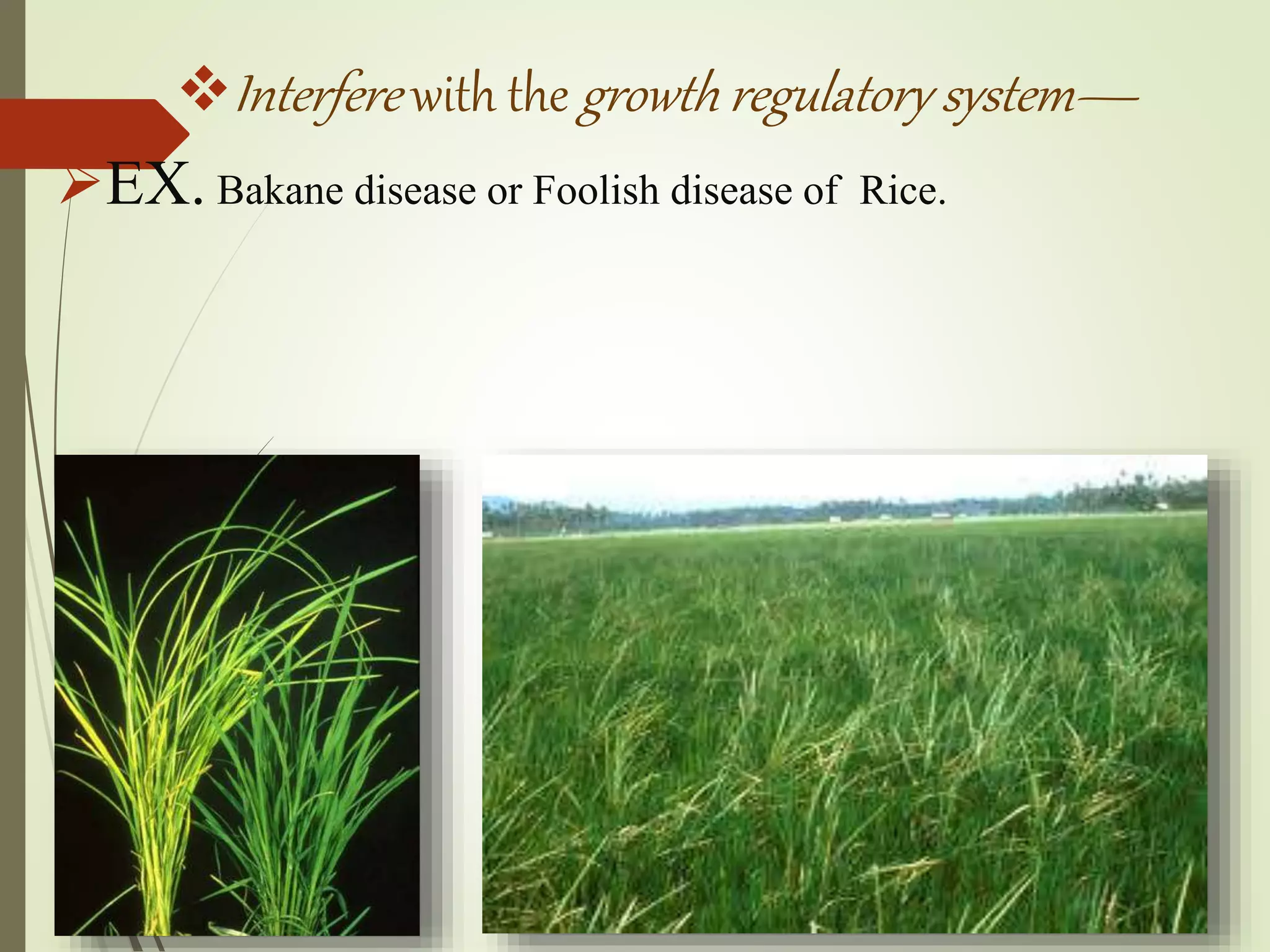 Role of microbial toxins in plant pathogenesis | PPTX