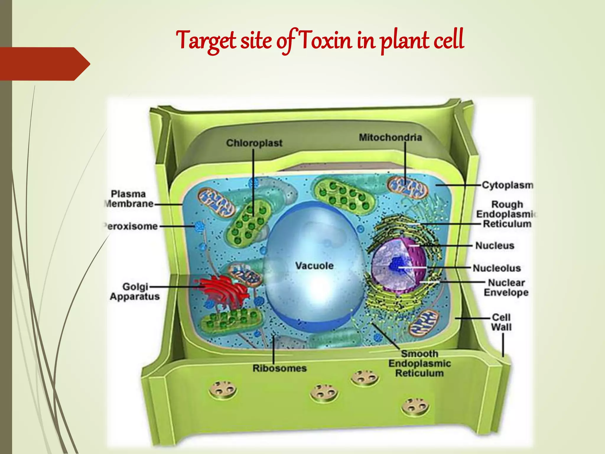 Role of microbial toxins in plant pathogenesis | PPTX