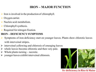 Role Of Micro Nutrients In Field Crops Pptx