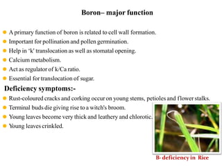 ROLE OF MICRO NUTRIENTS IN FIELD CROPS.pptx
