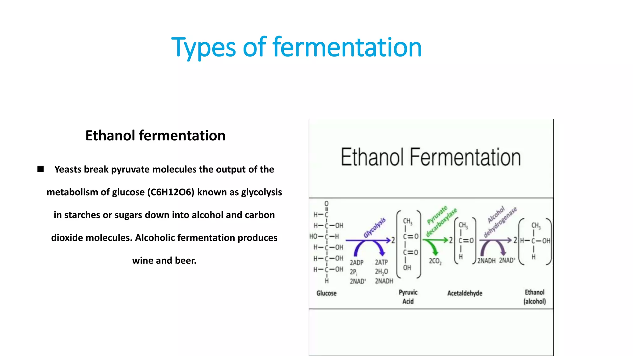 Role of microoganisms in fermentation | PPTX
