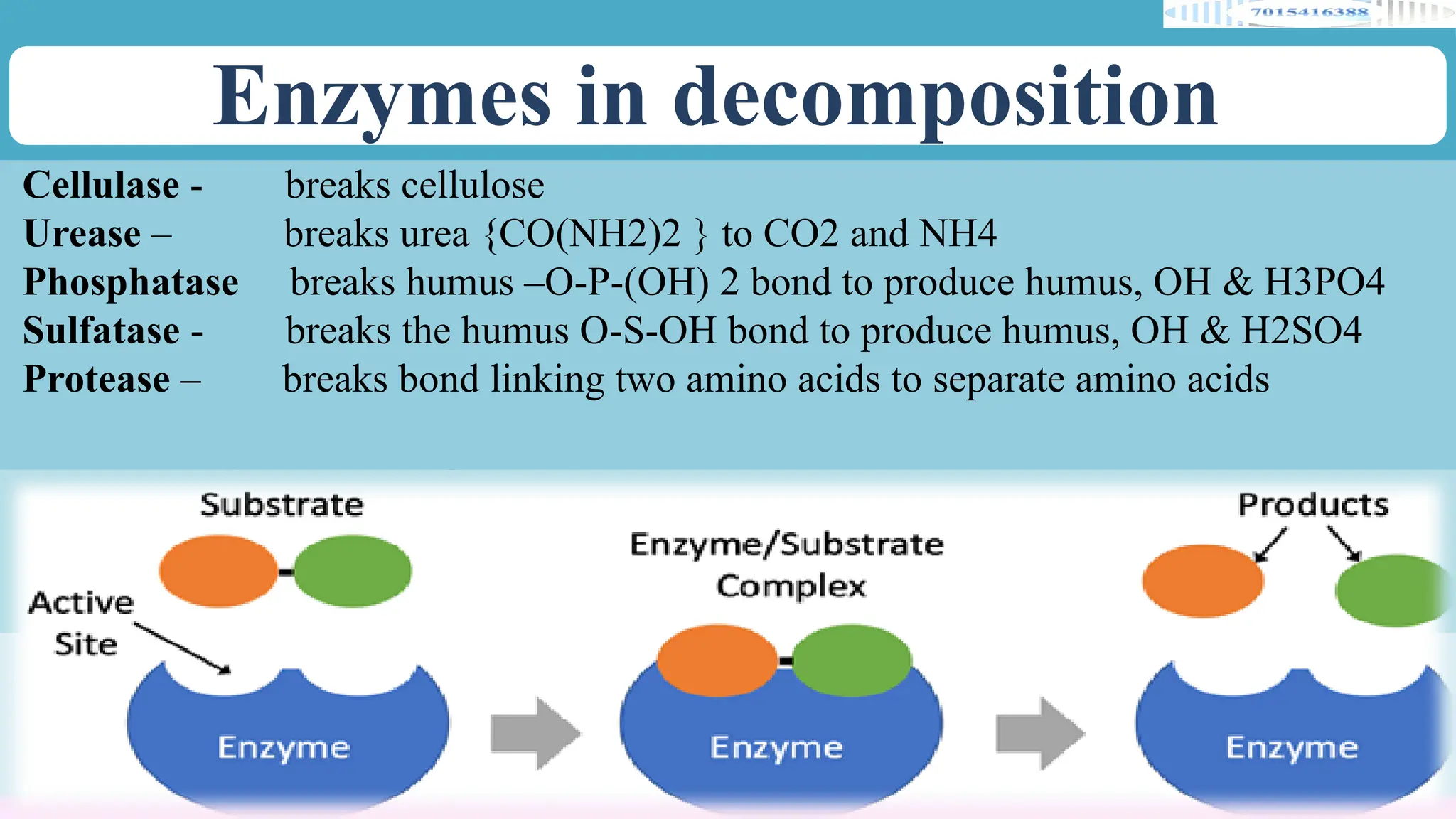 Role of microorganisms Microorganisms play a vital role in the cultivation of field peas. -1.pptx