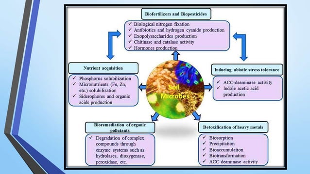 Role of microorganisms in Biodegradation of Organic Waste