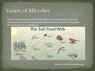 Role of microorganisms in soil fertility | PPTX