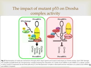 Role of micro rna in oncogenesis | PPT