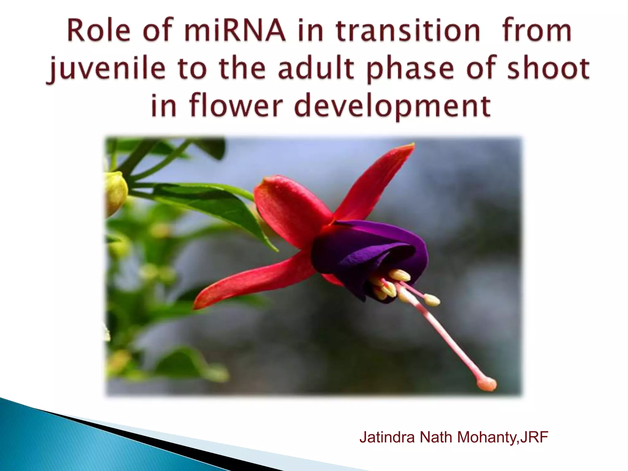 Role of mi rna in transition from juvenile to the adult phase of shoot ...