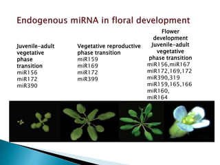 Role of mi rna in transition from juvenile to the adult phase of shoot ...
