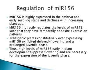 Role of mi rna in transition from juvenile to the adult phase of shoot ...