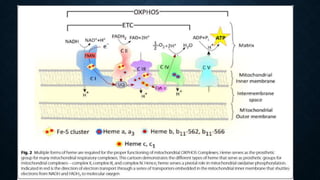 Role of mitochondrial and hem e function in lung cancer bioenergetics ...