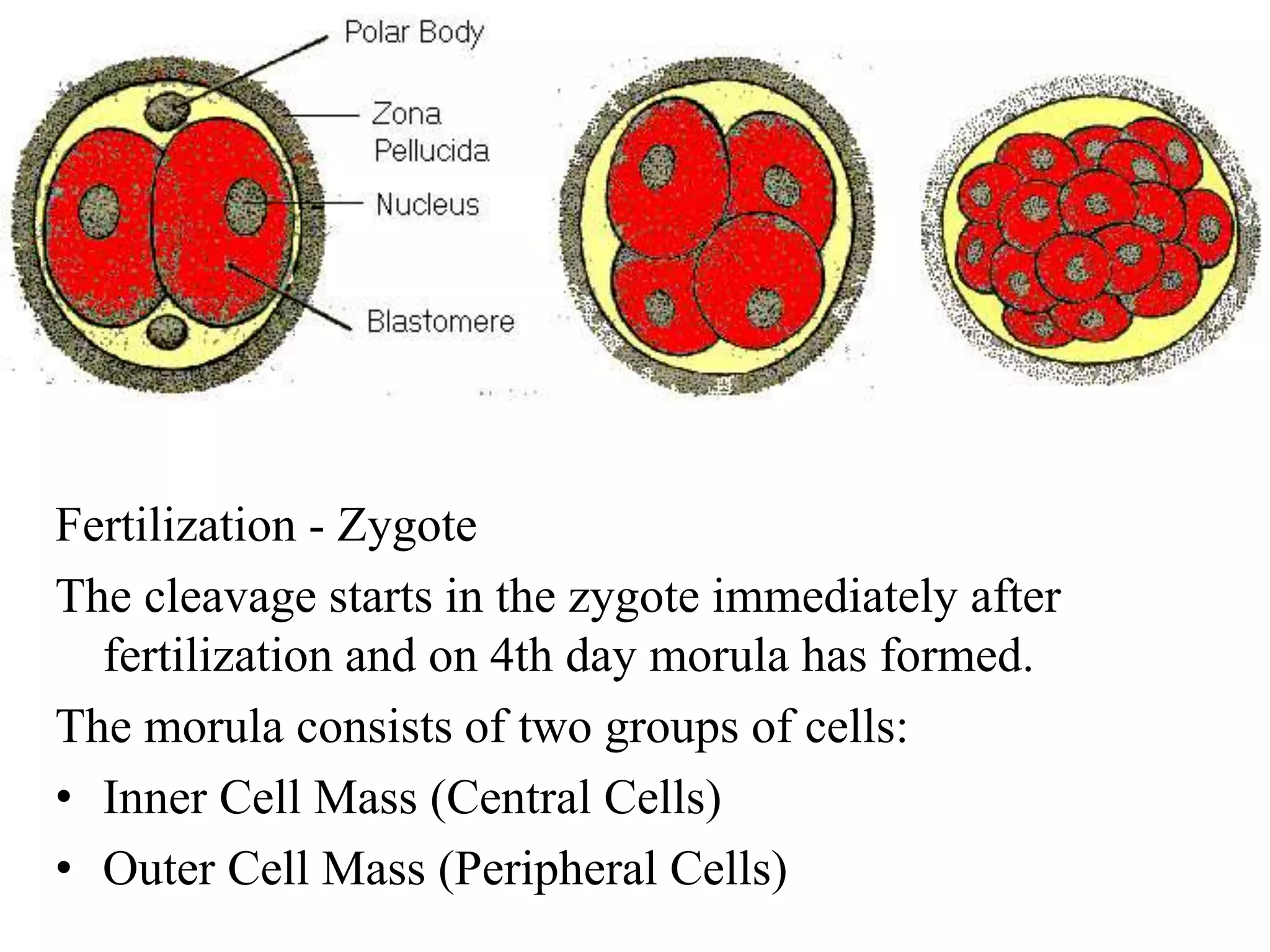 Role of mri in placental disorders new | PPTX