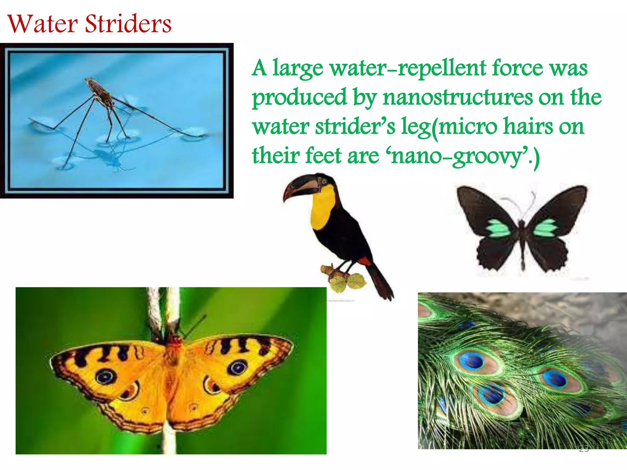 Role of nanotechnology in insect pest management | PPTX