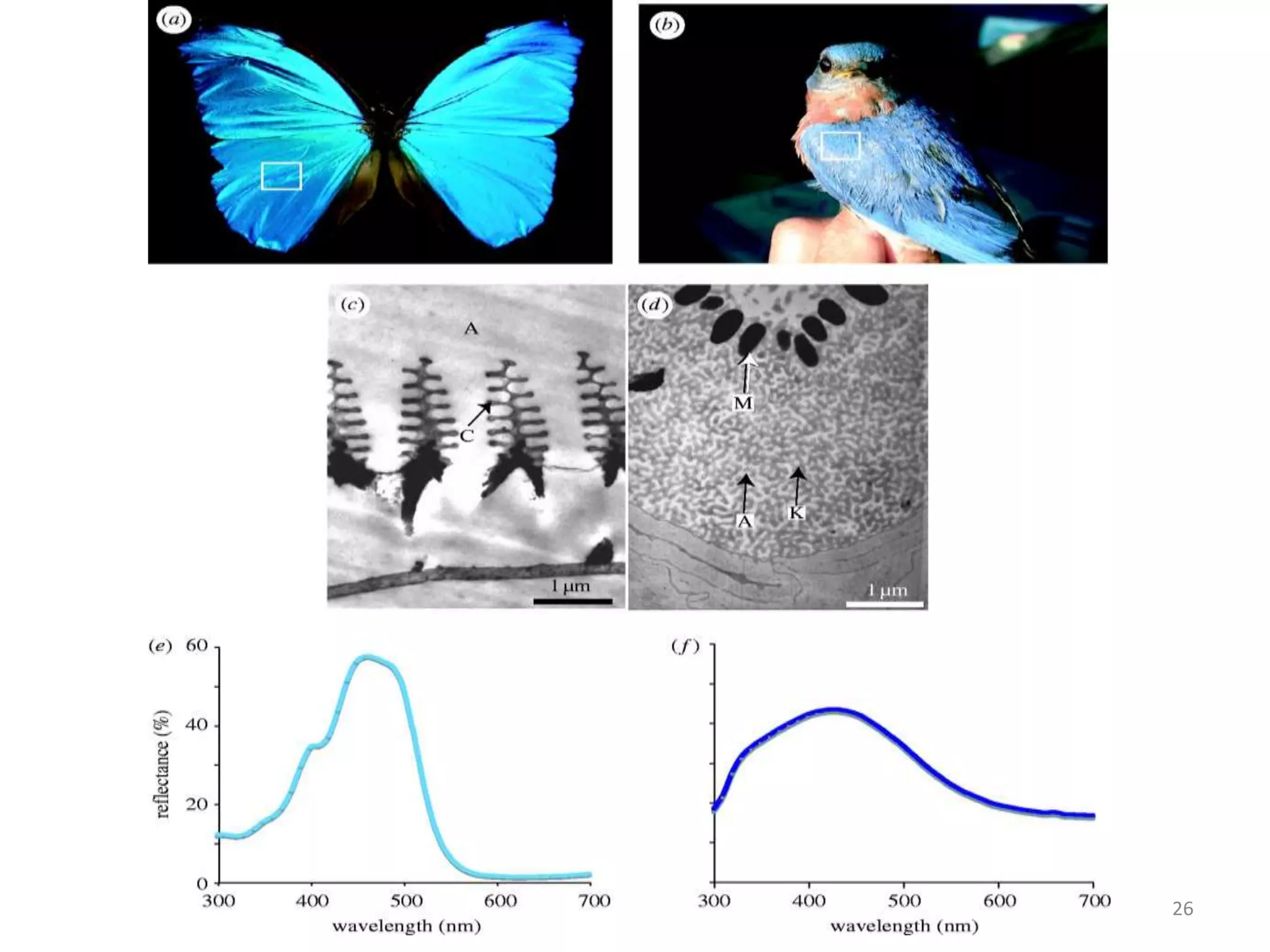 Role of nanotechnology in insect pest management | PPTX