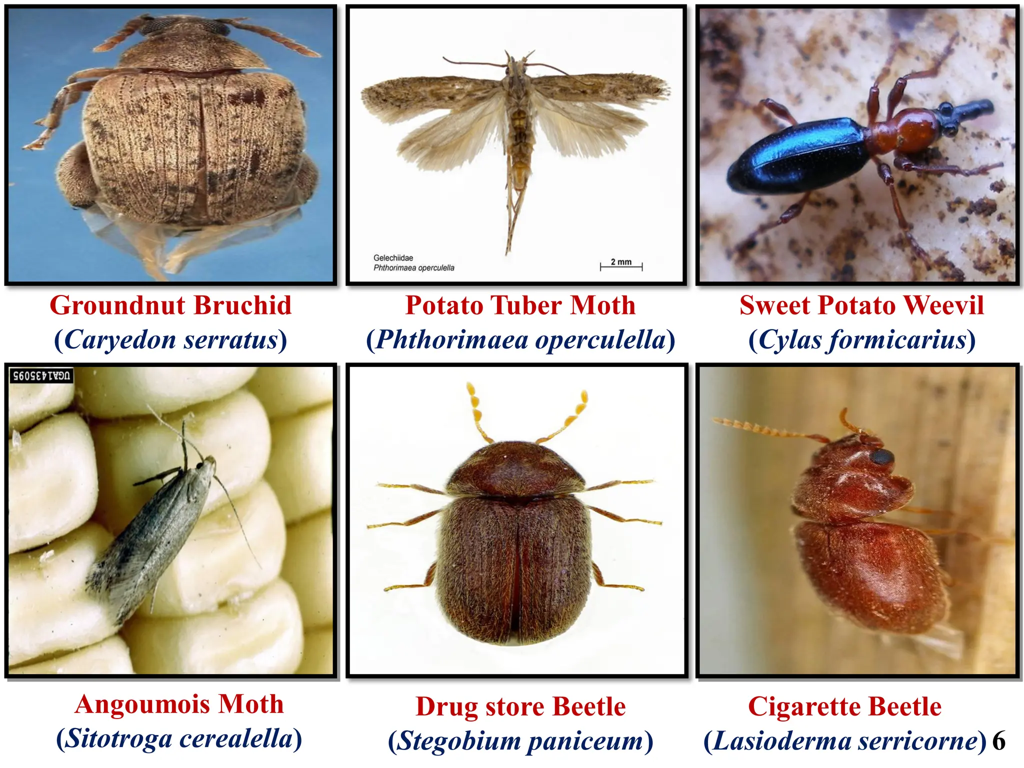 Role of nanotechnology in management of stored grain pests of cereals ...