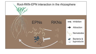 Role of neamtode diseases complex nematology | PPTX